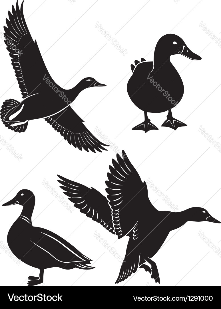Duck Royalty Free Vector Image - VectorStock