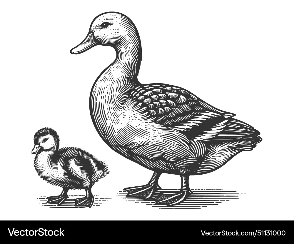 Mother duck and duckling engraving sketch Vector Image