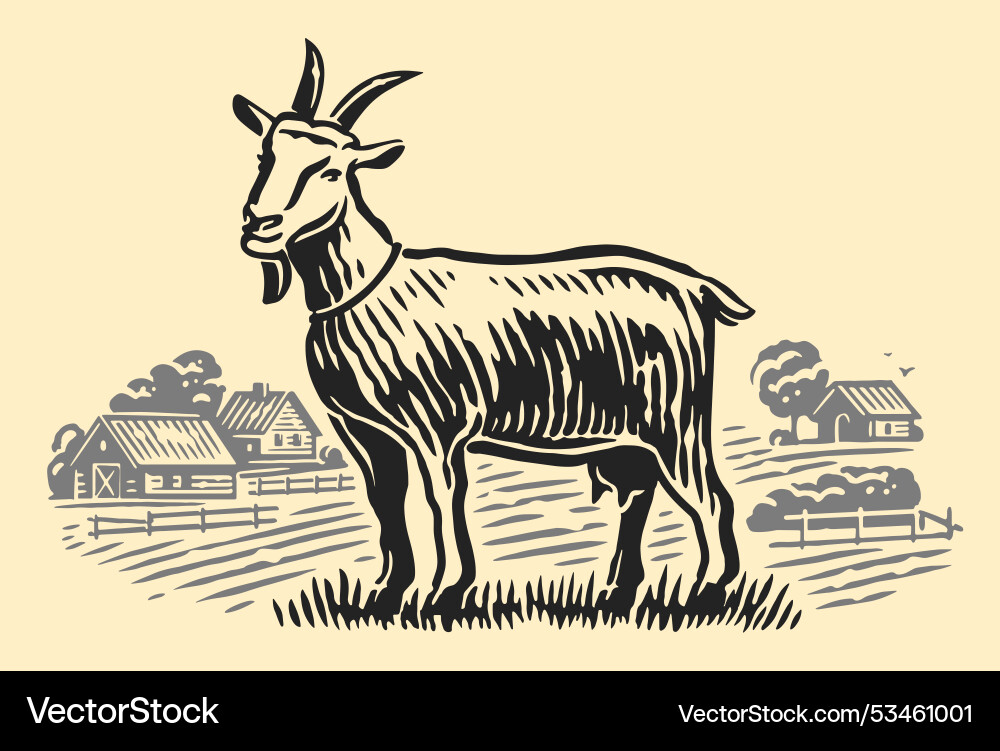 Goat standing at full height grazing in meadow Vector Image