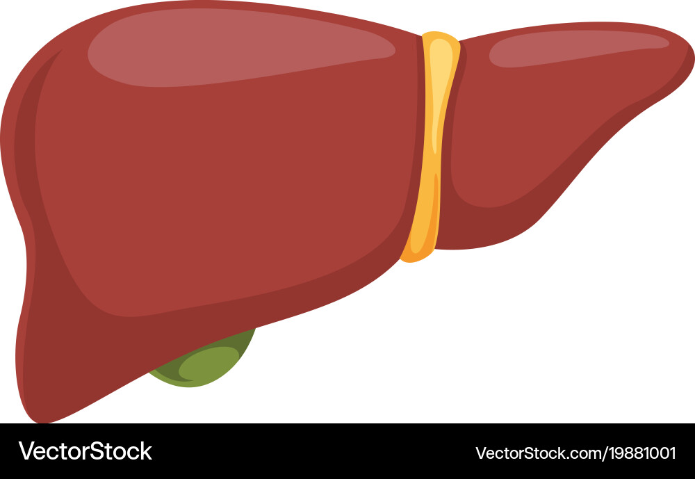 Liver Royalty Free Vector Image - VectorStock
