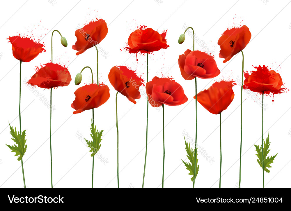 Beautiful nature poppy background Royalty Free Vector Image