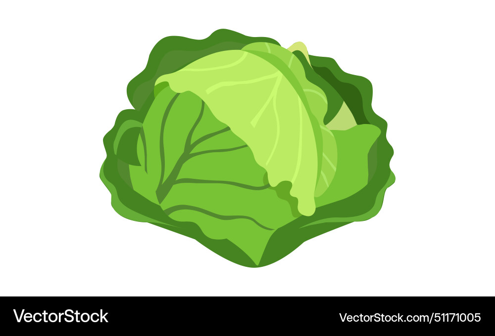 Cabbage design Royalty Free Vector Image - VectorStock