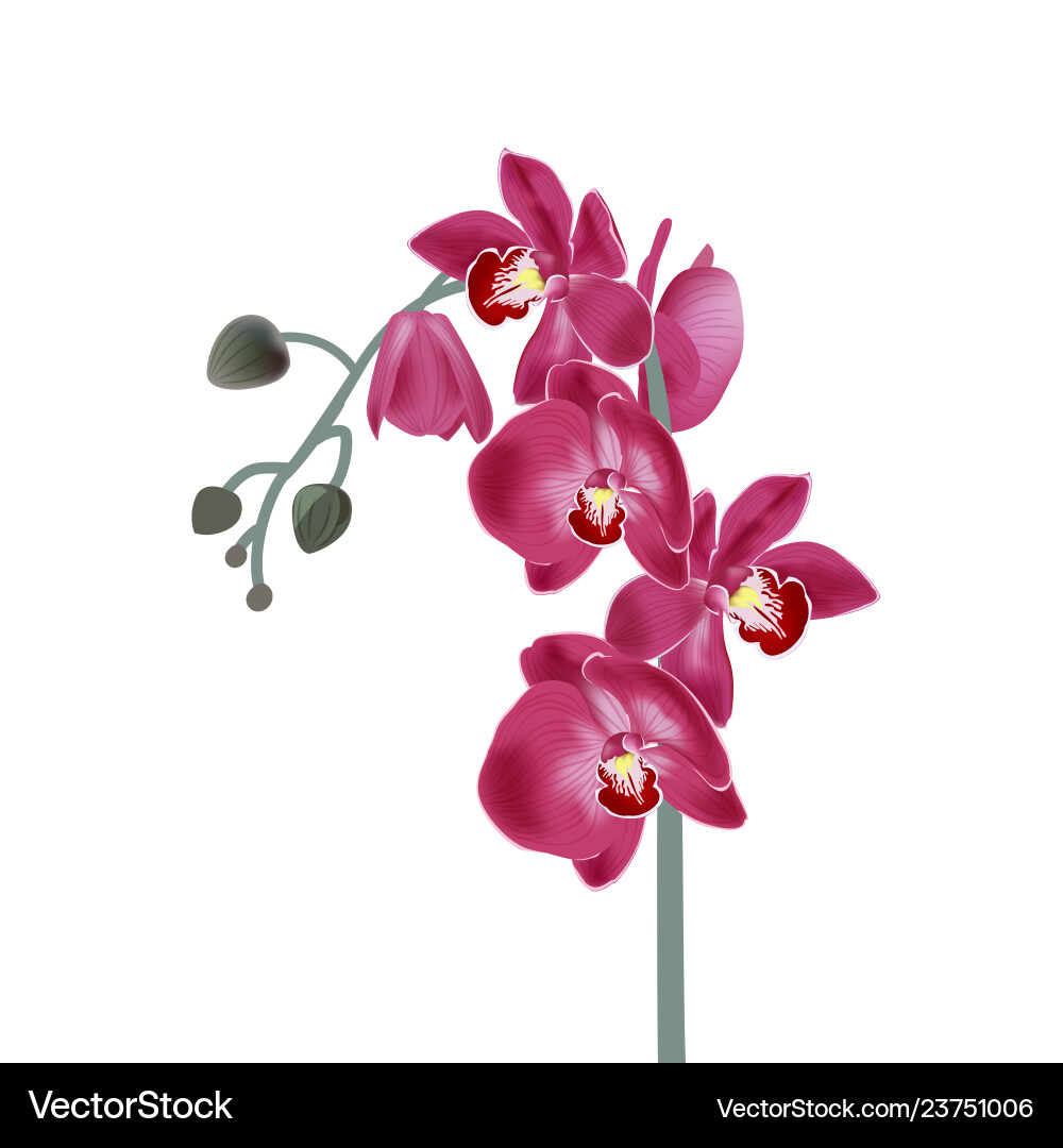 With pink orchids digital Royalty Free Vector Image