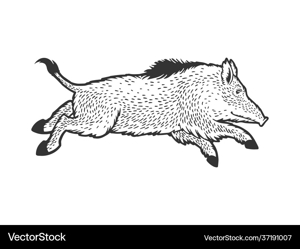 Running wild boar sketch Royalty Free Vector Image