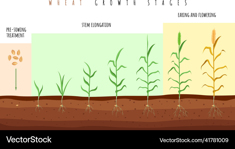 Wheat growth stages cereals crop maturation Vector Image