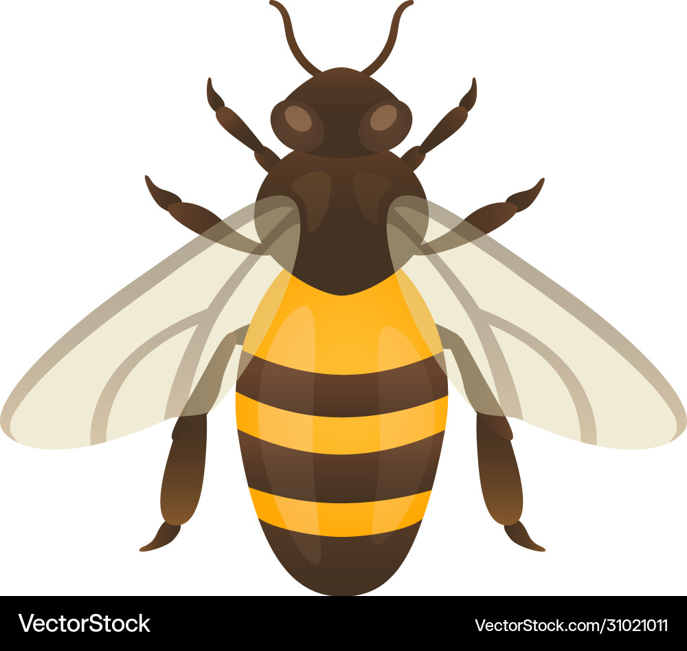 A bee Royalty Free Vector Image - VectorStock