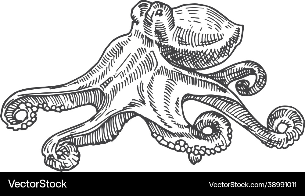 Hand drawn octopus abstract Royalty Free Vector Image