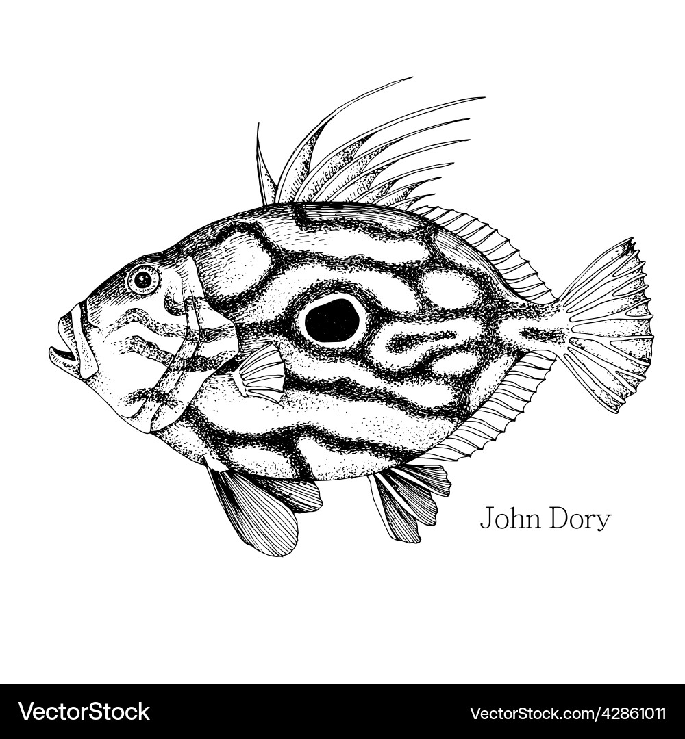 John dory fish hand drawn realistic Royalty Free Vector