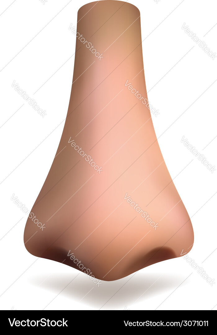 Realistic nose on white background Royalty Free Vector Image