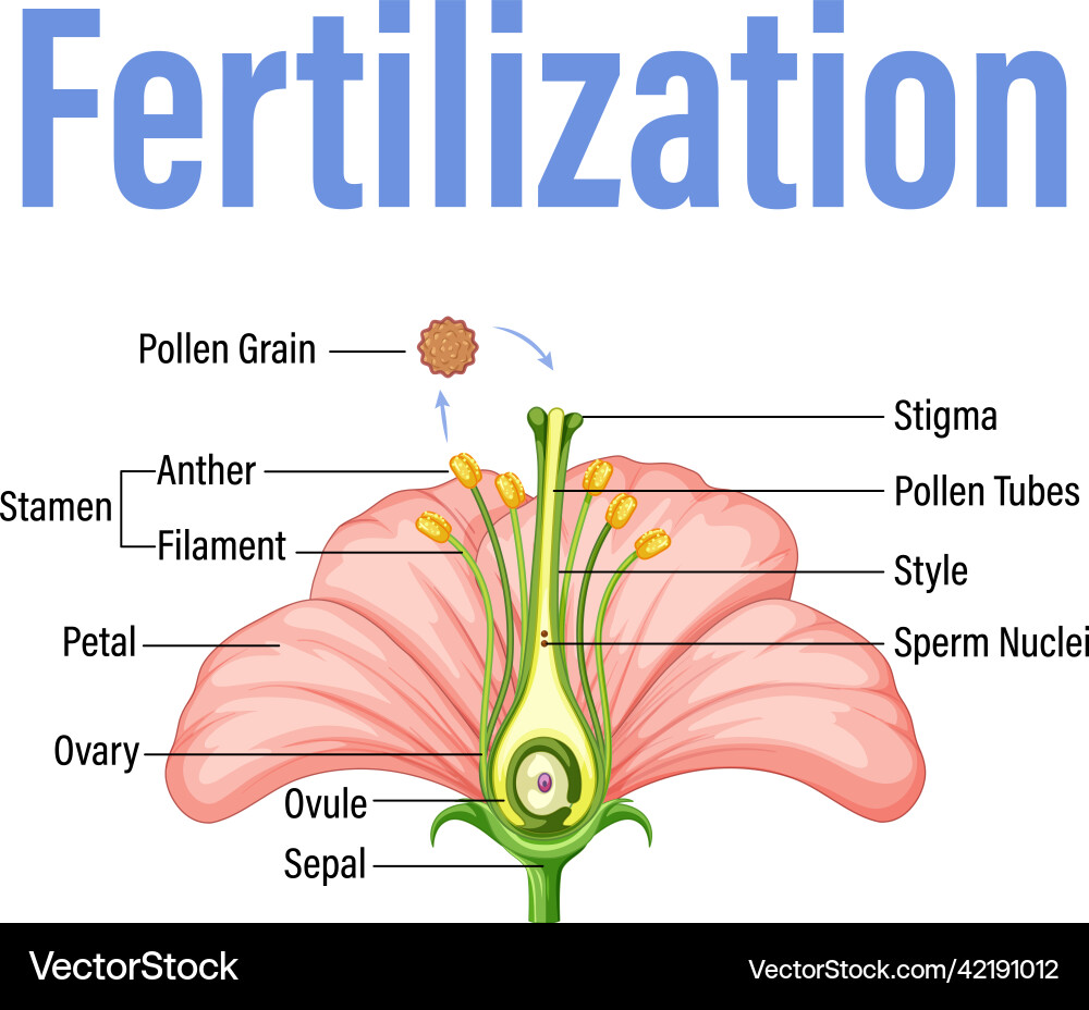 Diagram showing fertilization in flower Royalty Free Vector