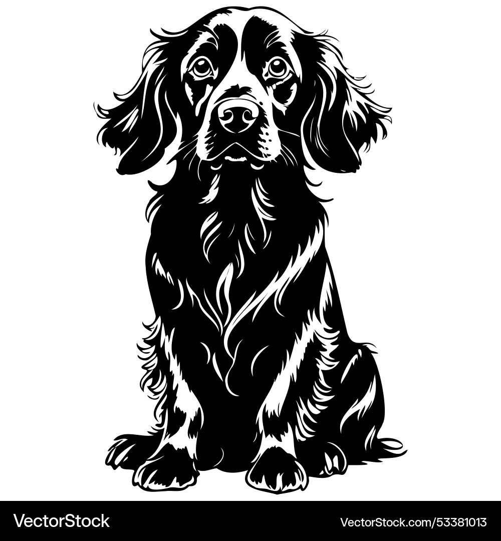 Boykin spaniel sitting drawing vintage animal Vector Image