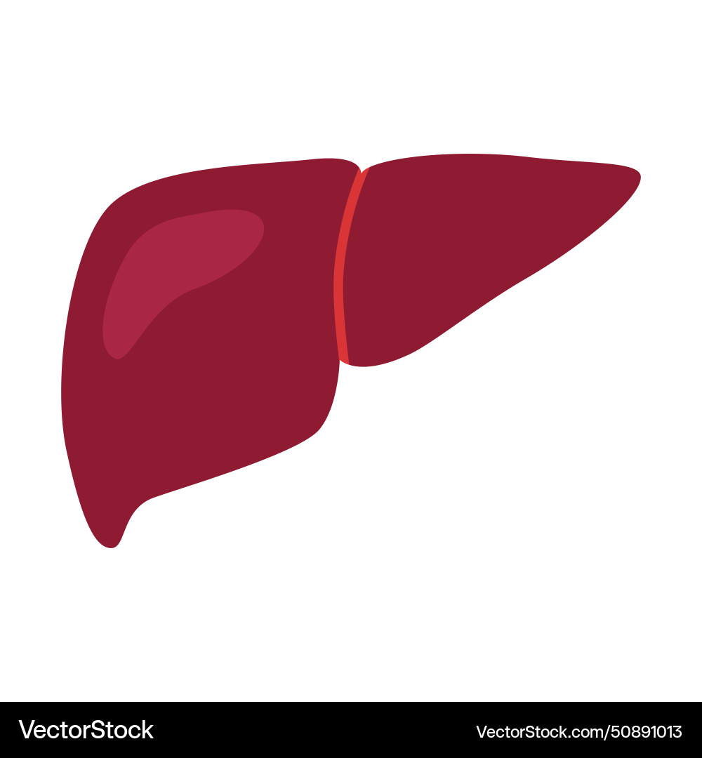 Human liver cartoon style isolated on white Vector Image