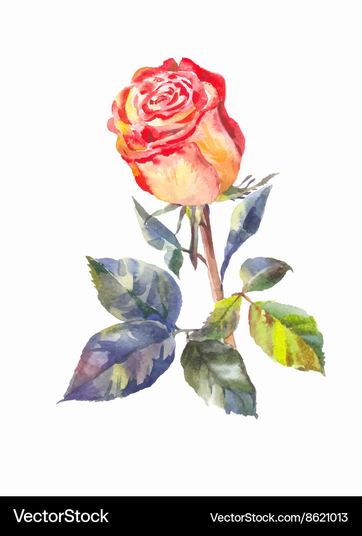 Red rose Royalty Free Vector Image - VectorStock