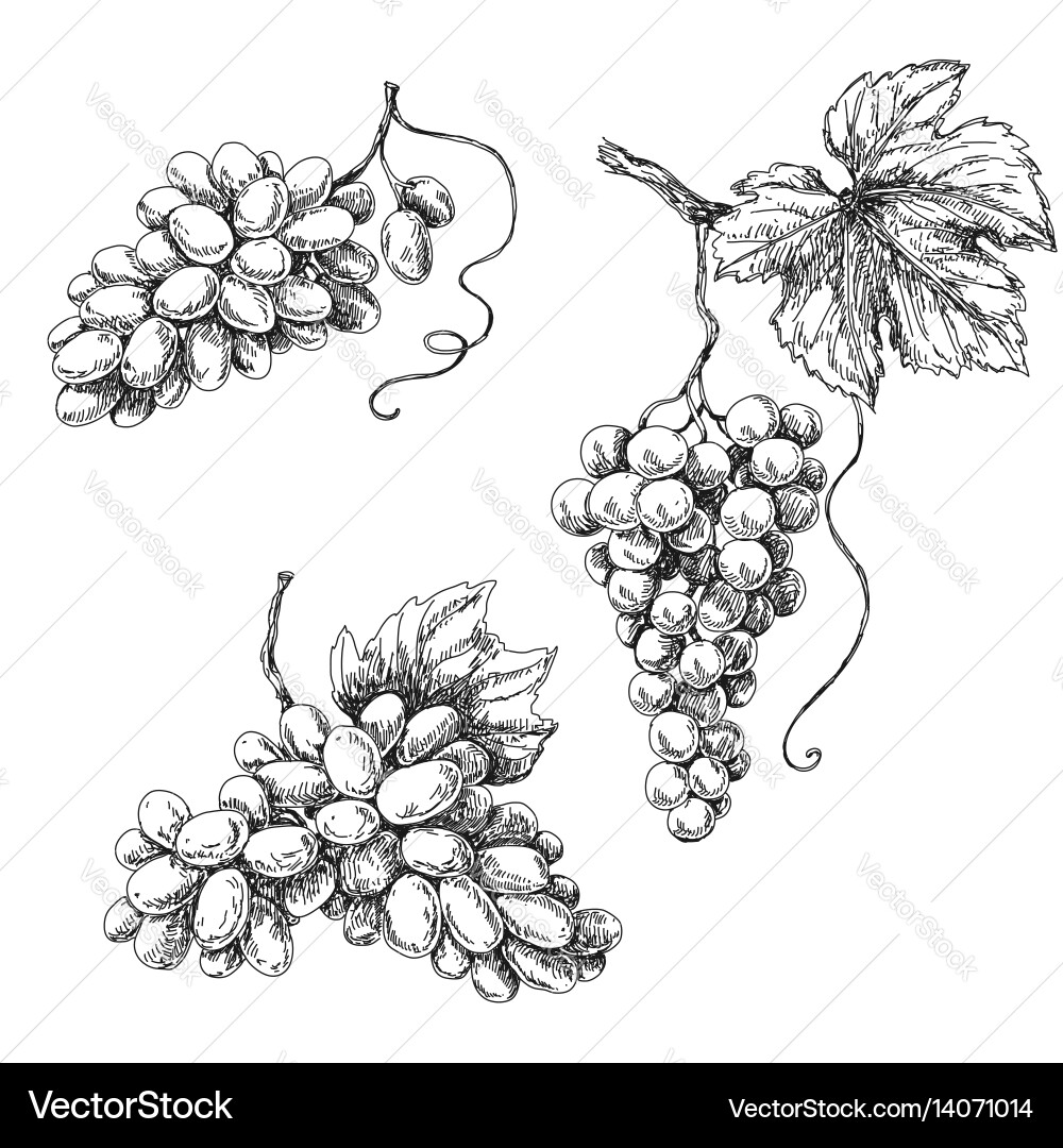 Grape sketch monochrome Royalty Free Vector Image