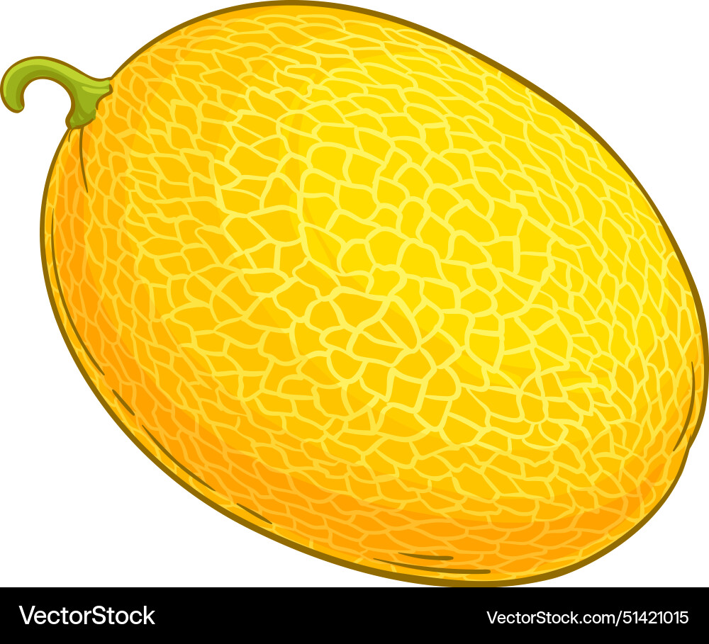 Melon fruits colored detailed Royalty Free Vector Image