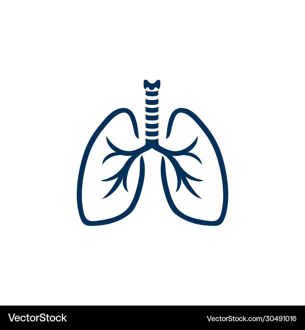 Human lung anatomy Royalty Free Vector Image - VectorStock