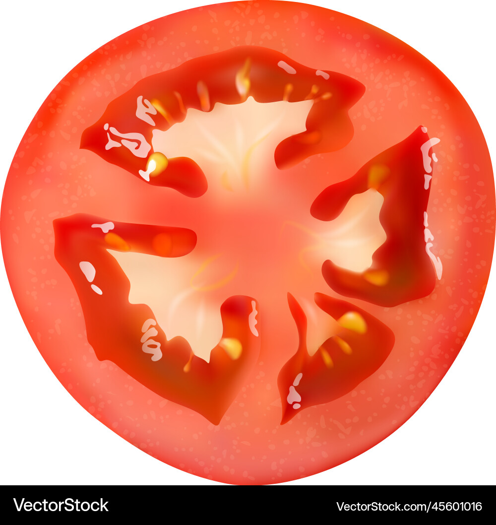 Realistic tomato Royalty Free Vector Image - VectorStock