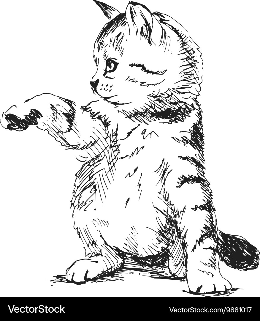 Hand sketch kitten Royalty Free Vector Image - VectorStock