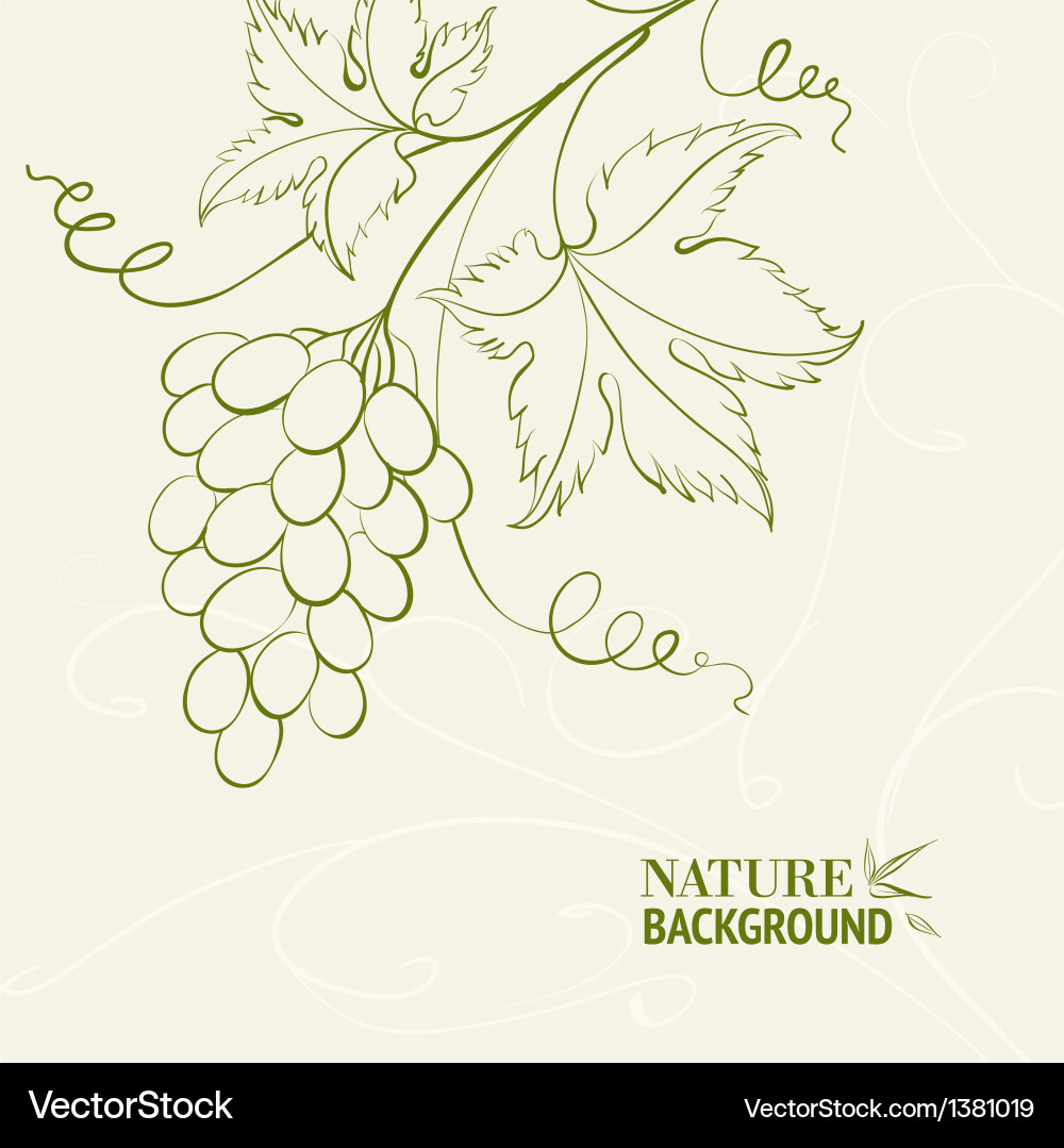 Grape wine card Royalty Free Vector Image - VectorStock