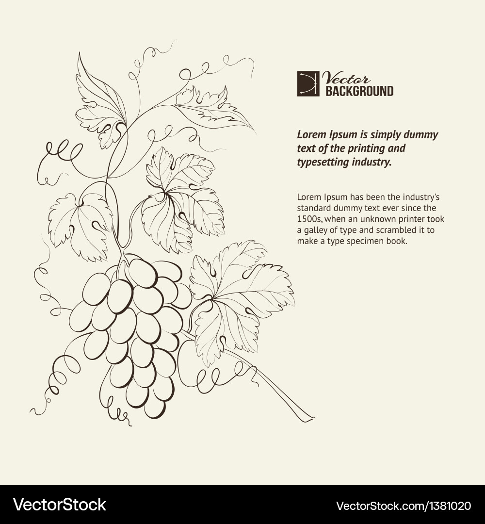 Engraving of grapes branch Royalty Free Vector Image