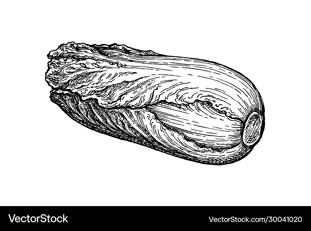 Ink sketch napa or chinese cabbage Royalty Free Vector Image