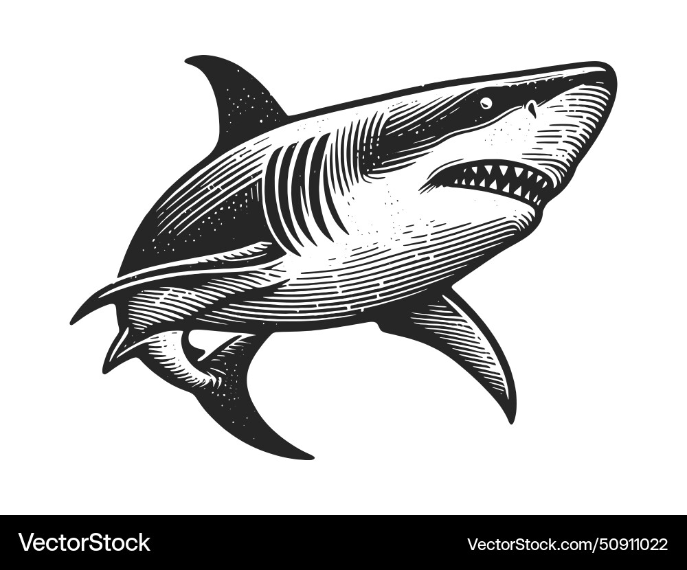 Shark sea animal engraving Royalty Free Vector Image