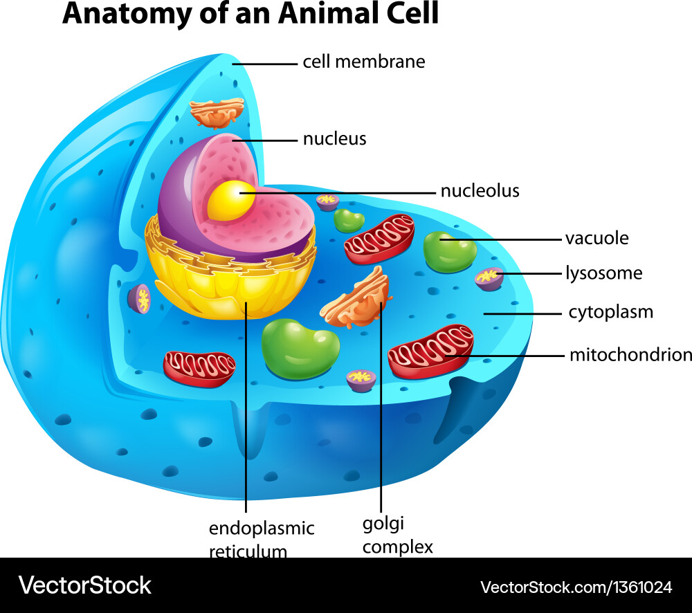 Animal Cell Structure Diagram Royalty Free Vector Image