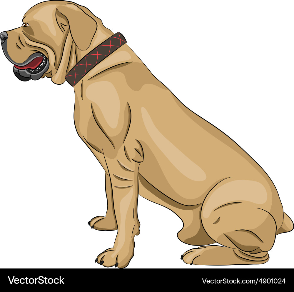 Boerboel Royalty Free Vector Image - VectorStock