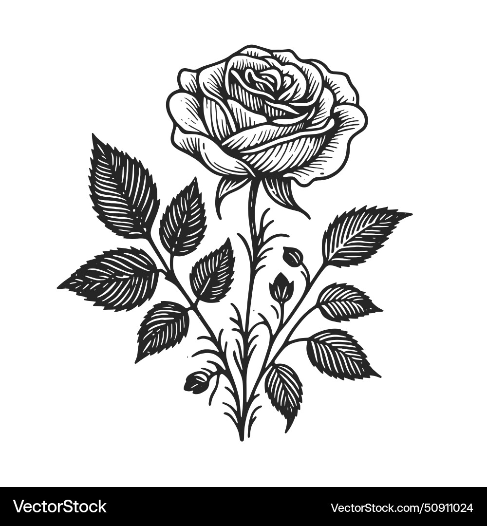 Engraved rose with buds Royalty Free Vector Image