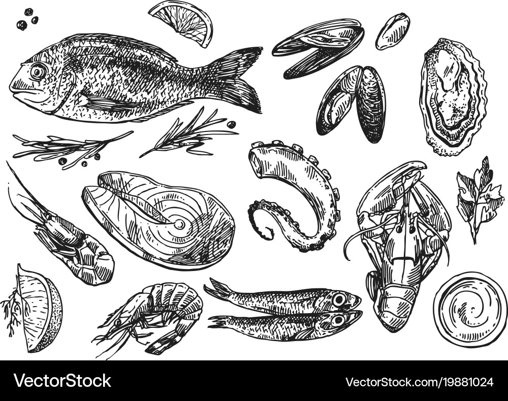 Seafood sketch Royalty Free Vector Image - VectorStock