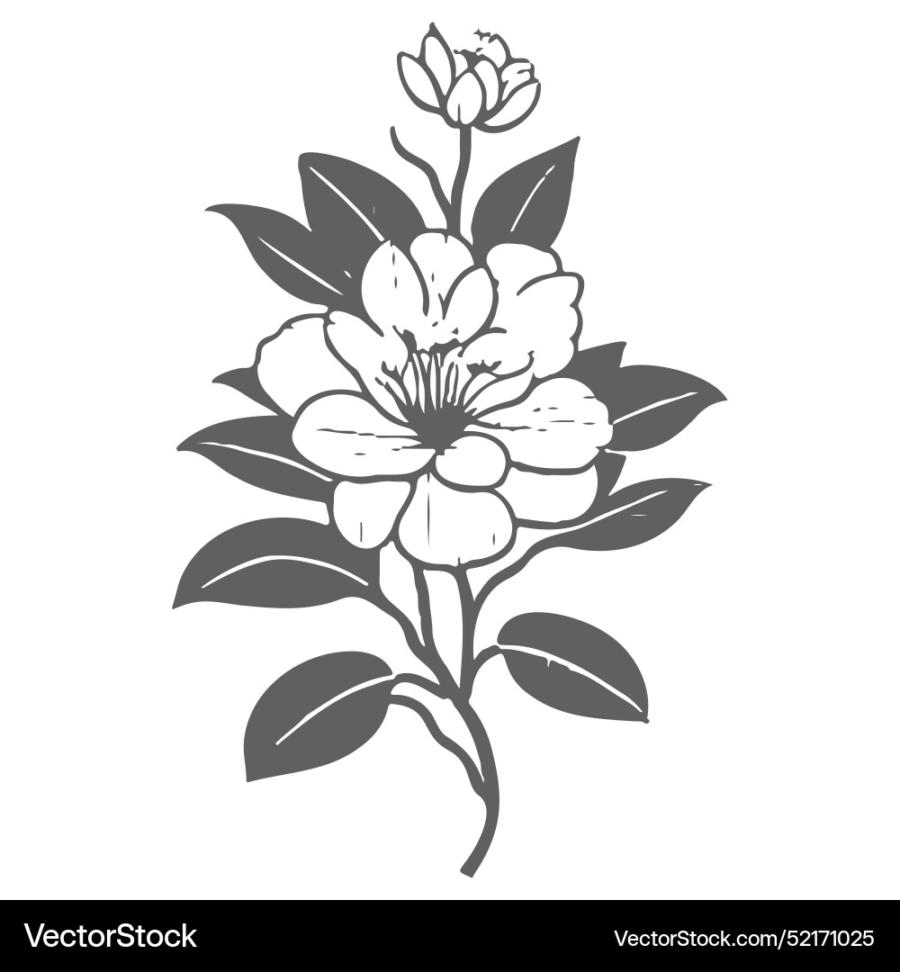 Azalea flower sketch grey Royalty Free Vector Image