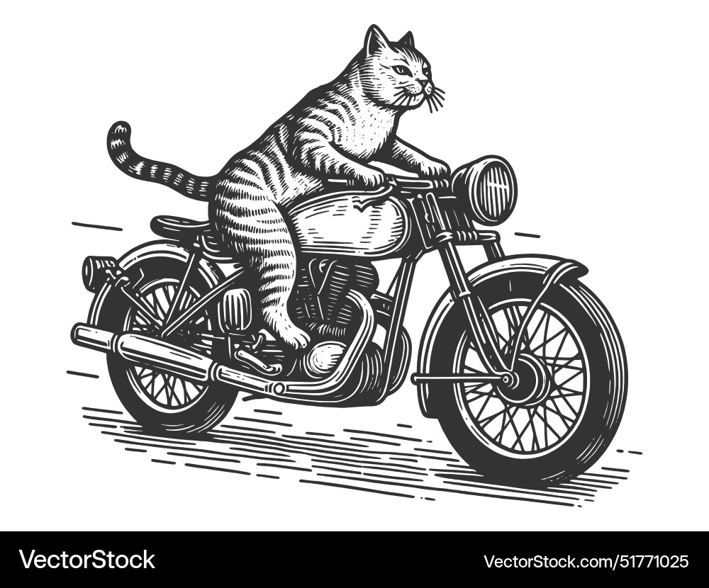 Cat riding motorcycle Royalty Free Vector Image