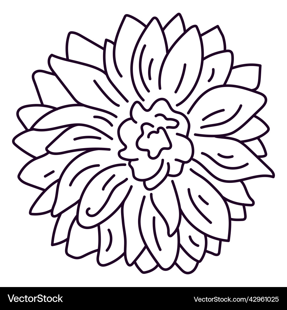 Dahlia flower stroke high quality Royalty Free Vector Image