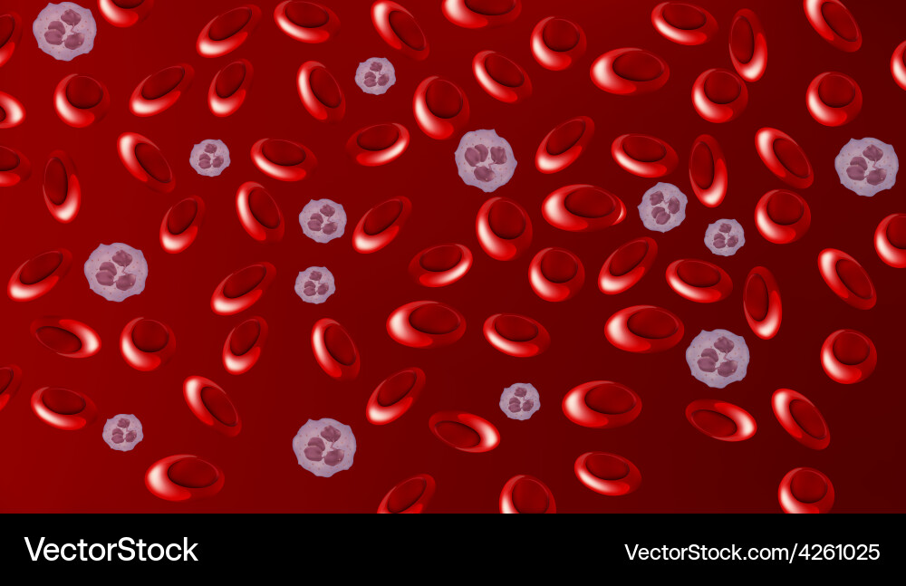 Human blood cells Royalty Free Vector Image - VectorStock