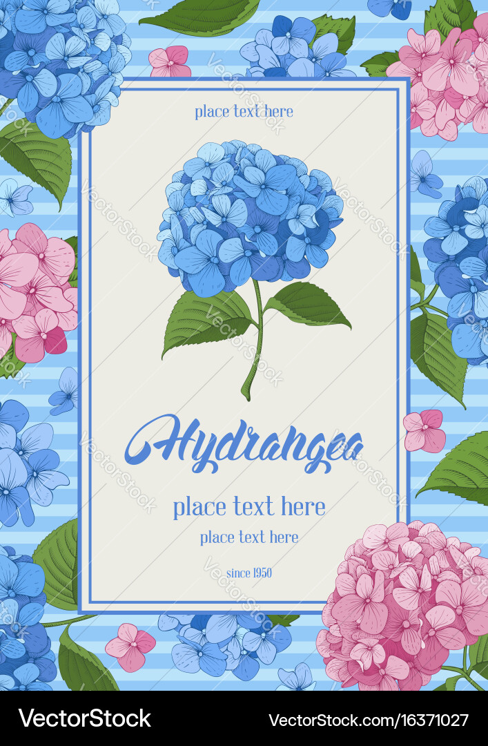 Hydrangea card Royalty Free Vector Image - VectorStock