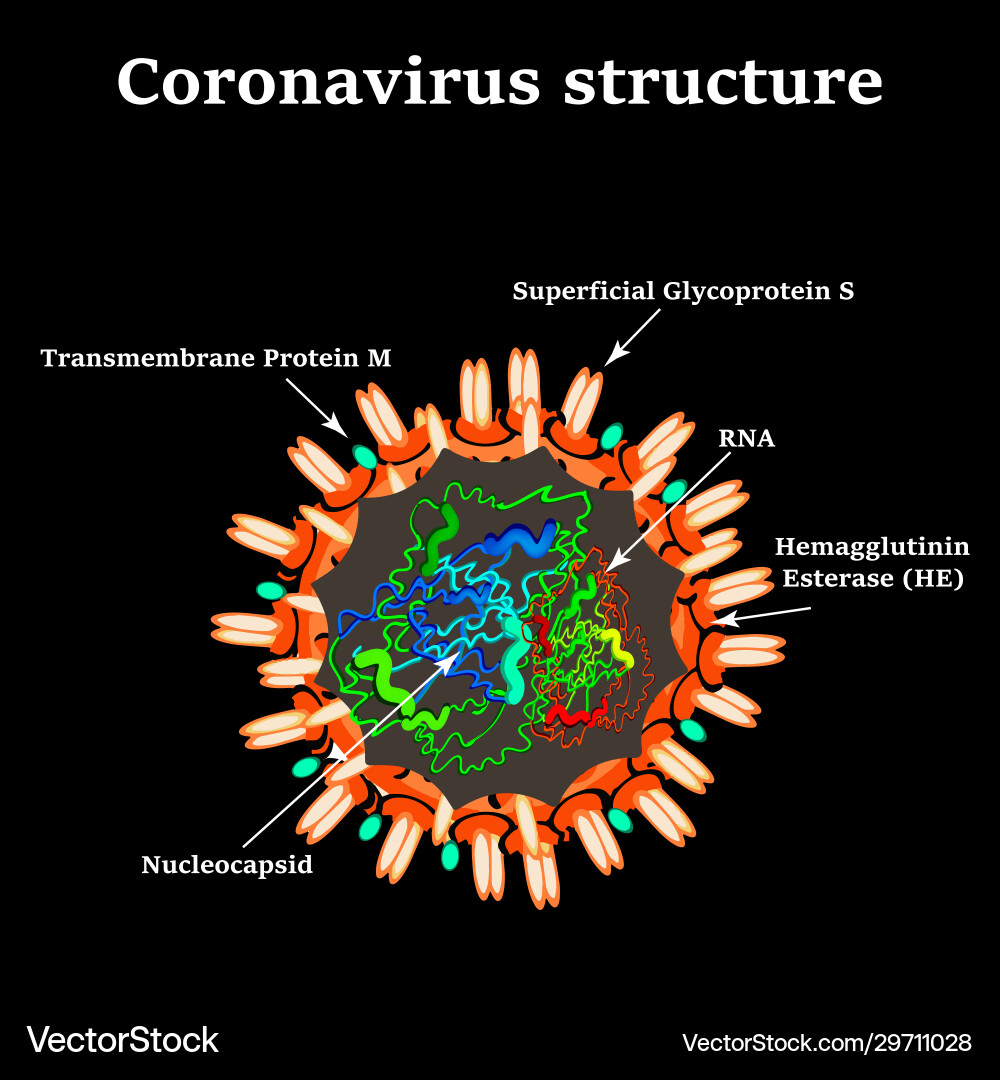 Coronavirus the structure chinese Royalty Free Vector Image