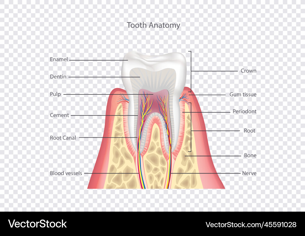 Tooth anatomy healthy teeth structure dental Vector Image