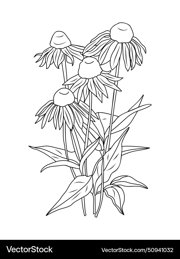 Echinacea flowers line art hand drawn Royalty Free Vector