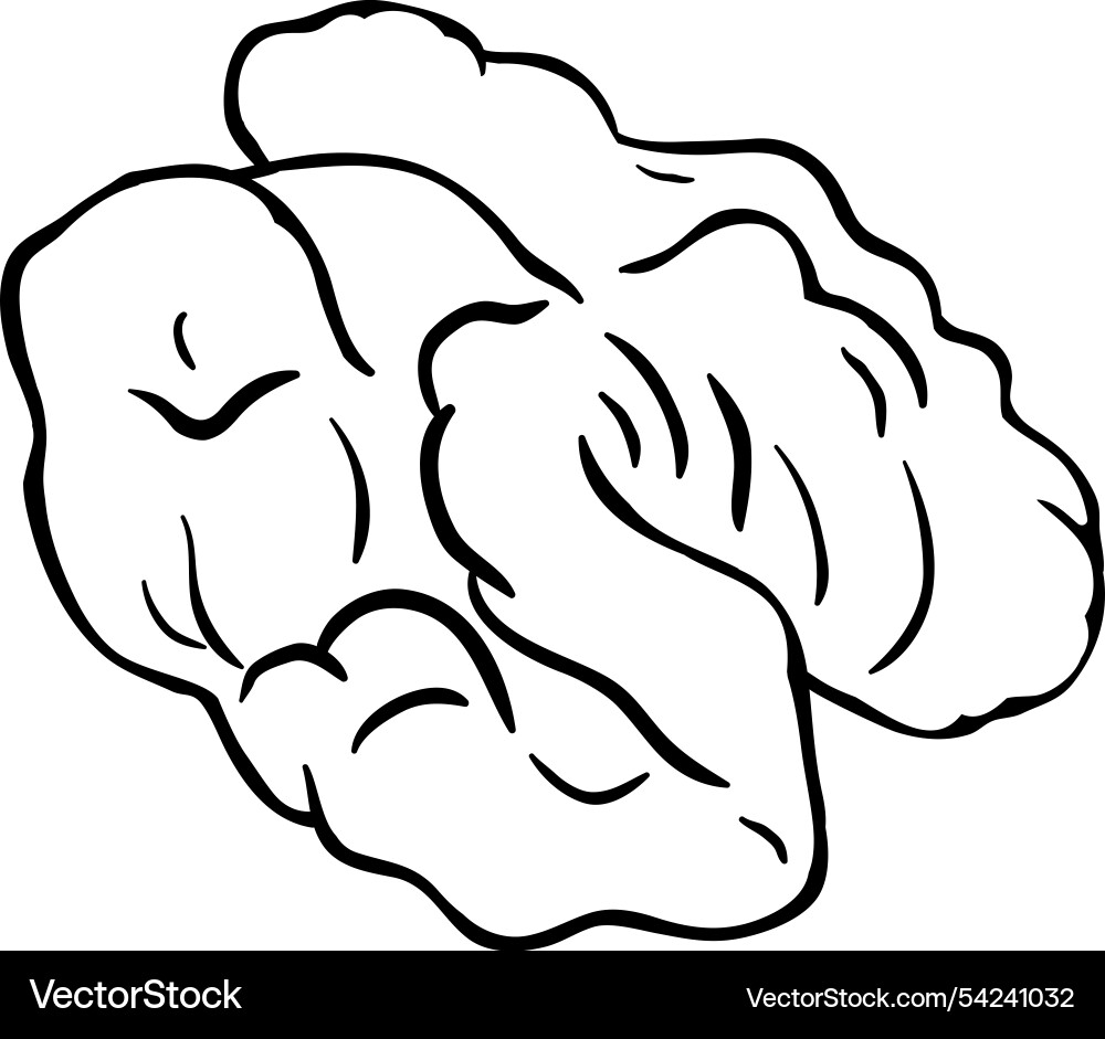 Walnut isolated outline Royalty Free Vector Image