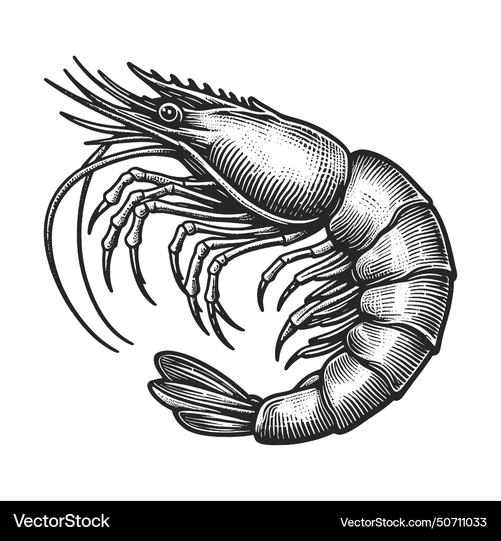 Shrimp sea animal sketch Royalty Free Vector Image