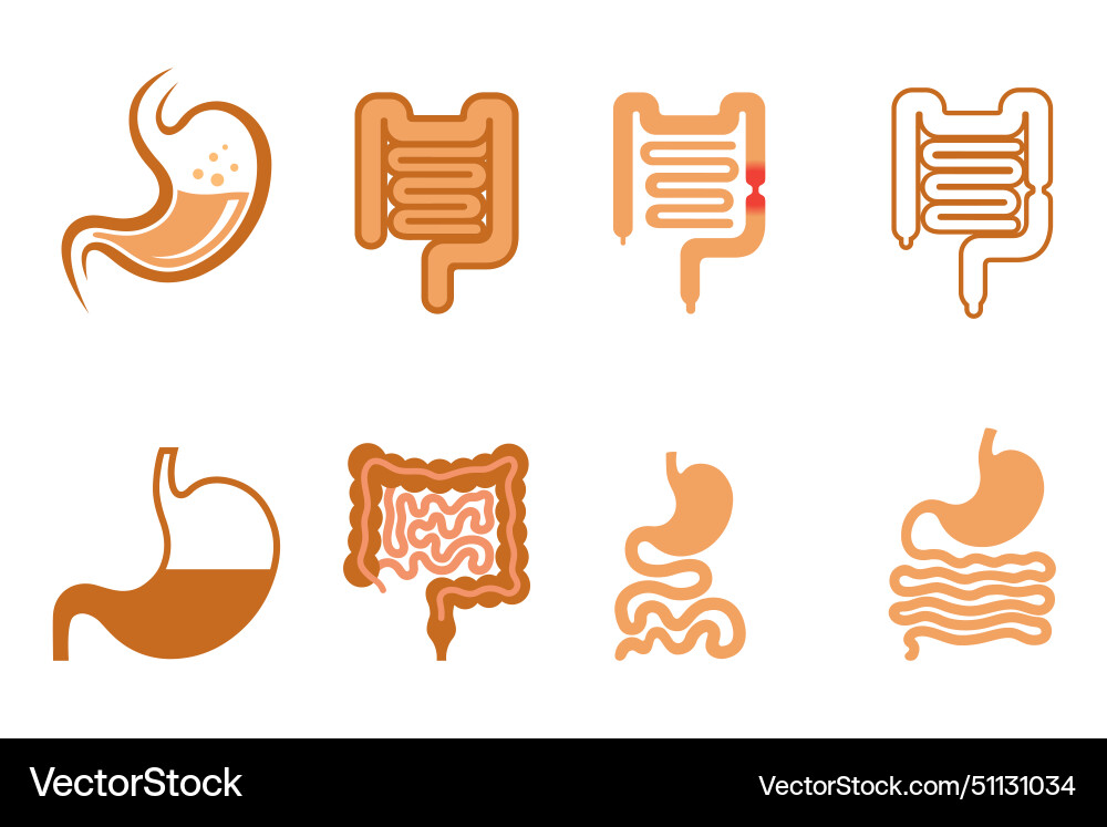 Gut stomach intestine gastrointestinal Royalty Free Vector