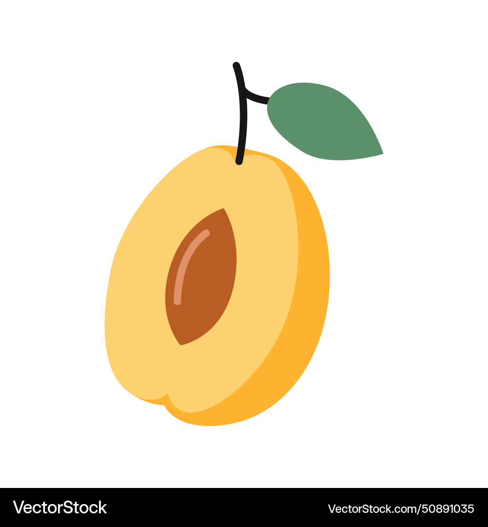 Half of an apricot fruit with pit and leaf Vector Image