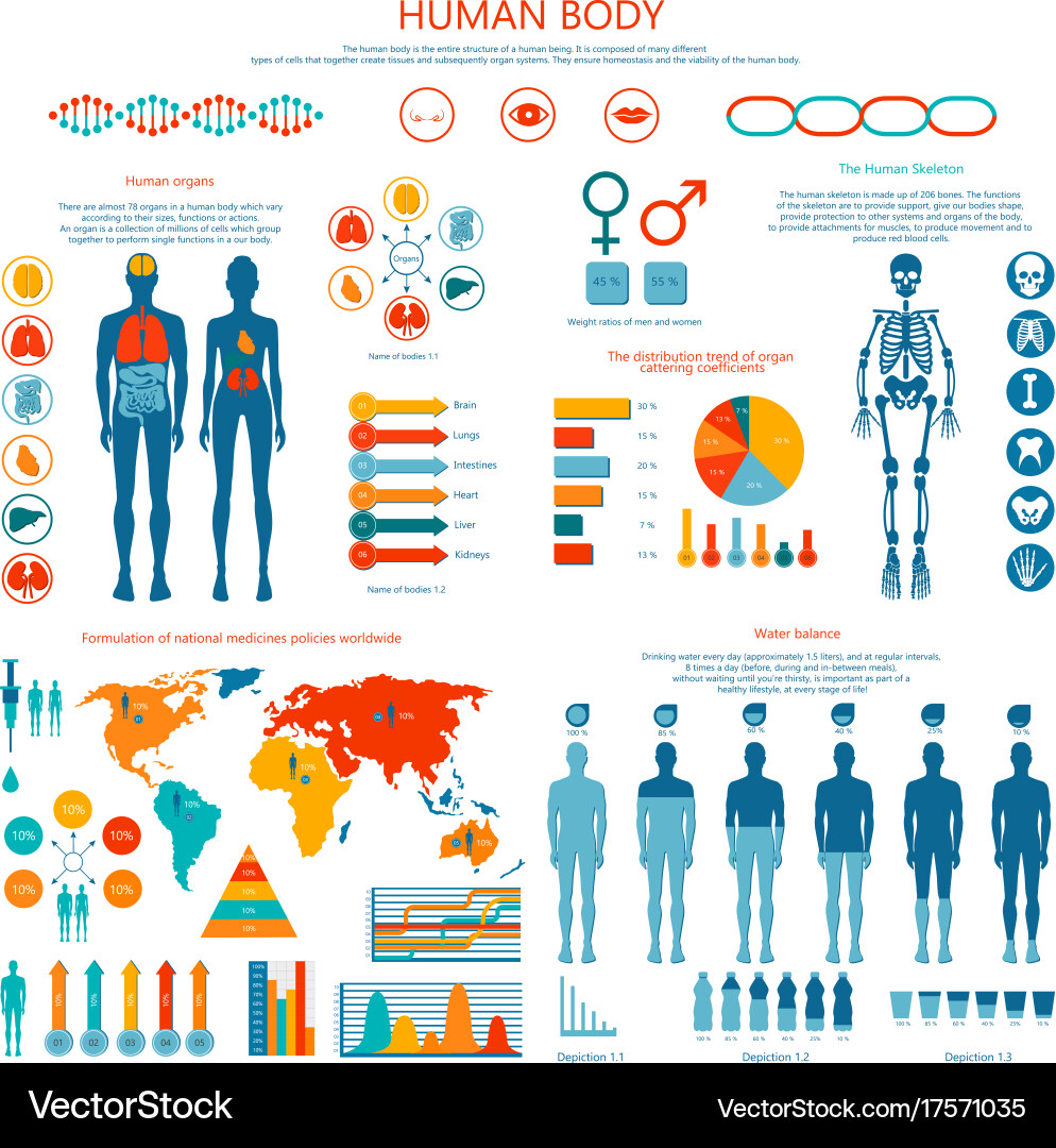 Human Anatomy & Physiology Infographic Vector Image