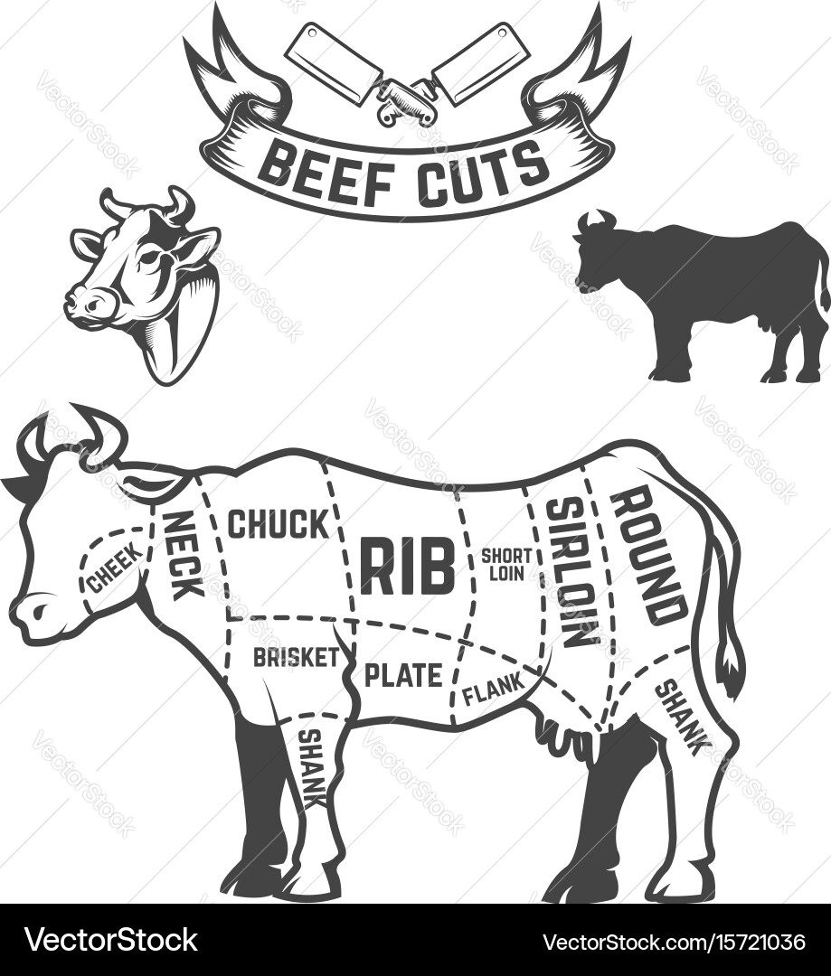 Beef Cuts Diagram – Cow Anatomy Royalty Free Vector