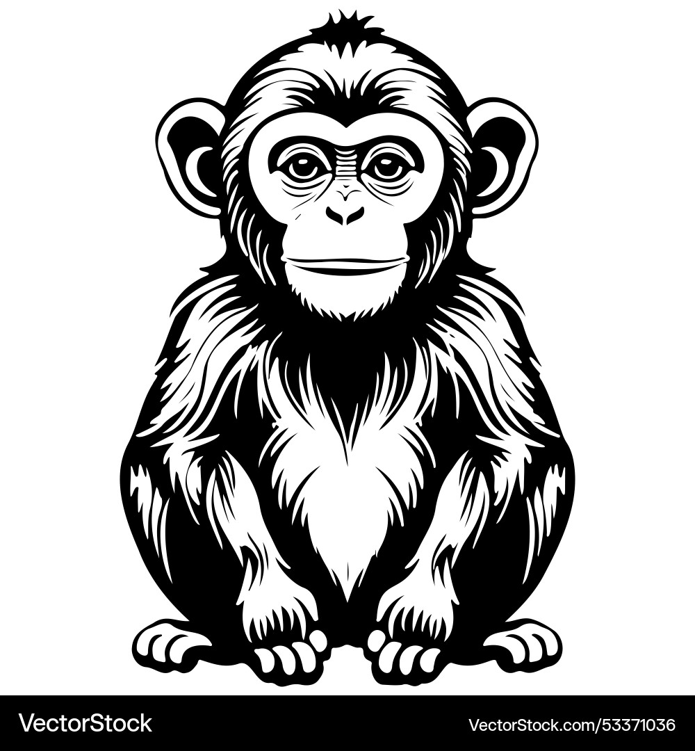 Monkey drawing outline cartoon line engraving Vector Image