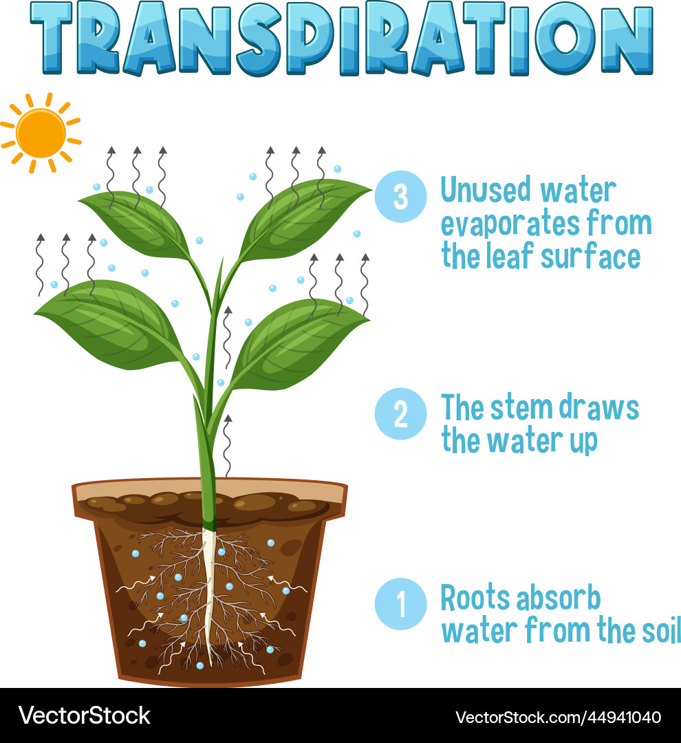 Diagram showing plant transpiration Royalty Free Vector