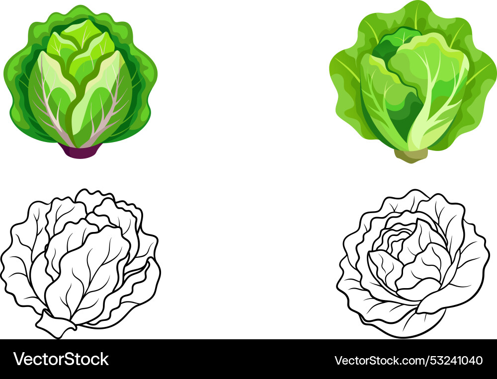 Green lettuce bunch isolated Royalty Free Vector Image