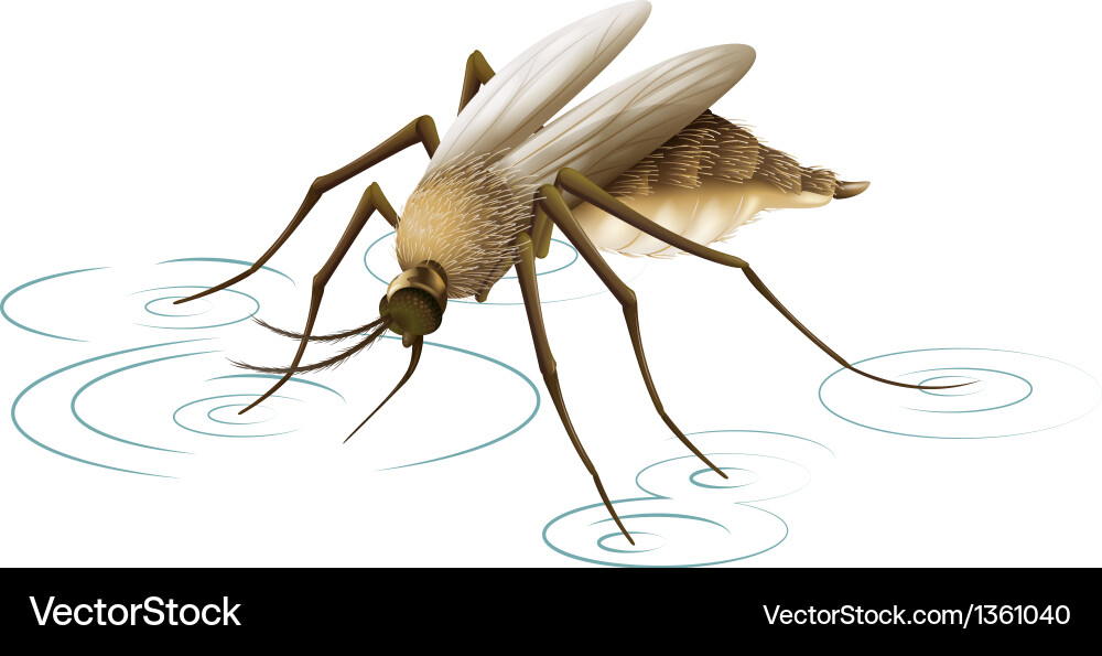 Mosquito Royalty Free Vector Image - VectorStock