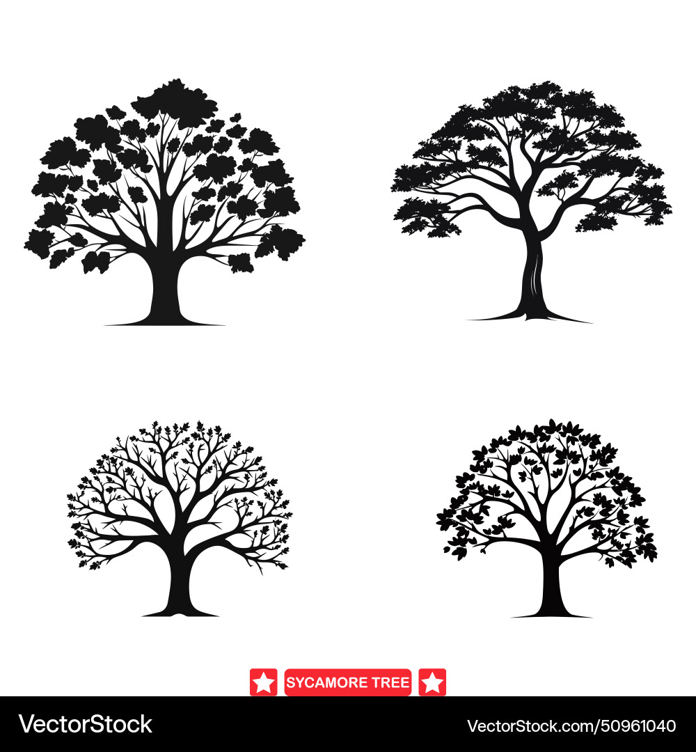 Sycamore elegance graceful silhouettes for design Vector Image