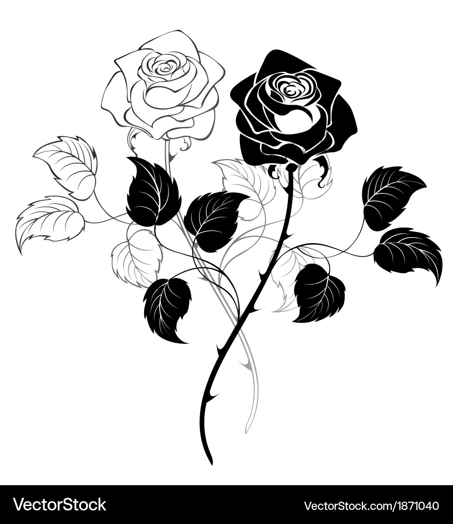 Two roses Royalty Free Vector Image - VectorStock